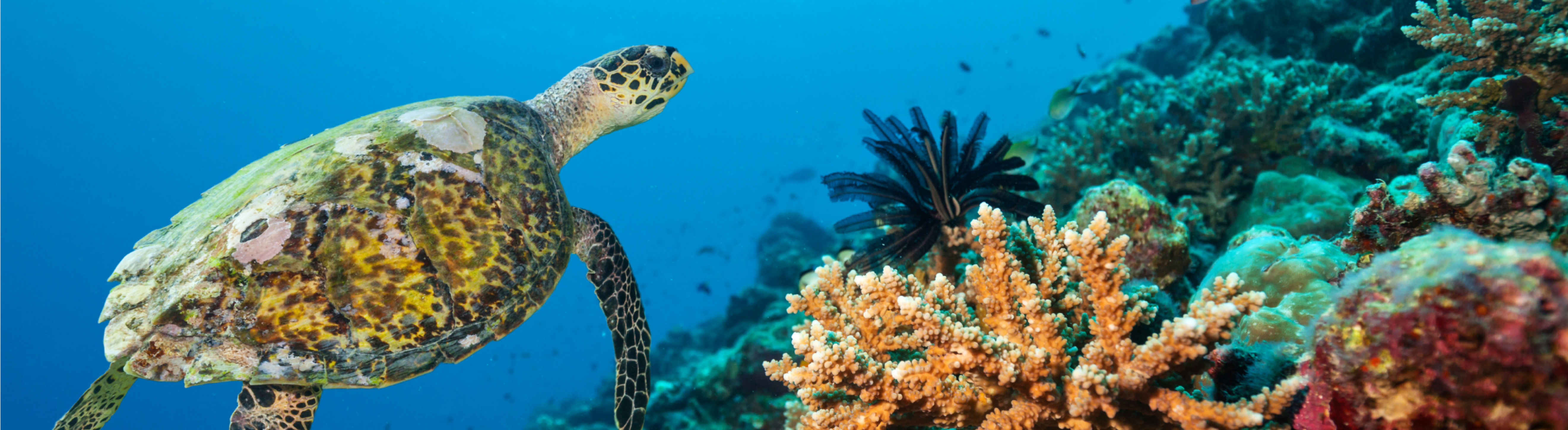 Careers - Blue Nature Alliance