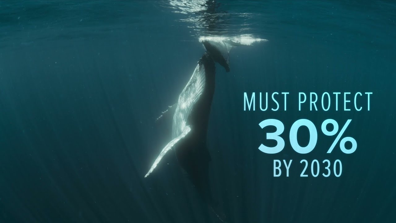 We Must Protect 30% of our Ocean by 2030 - Blue Nature Alliance