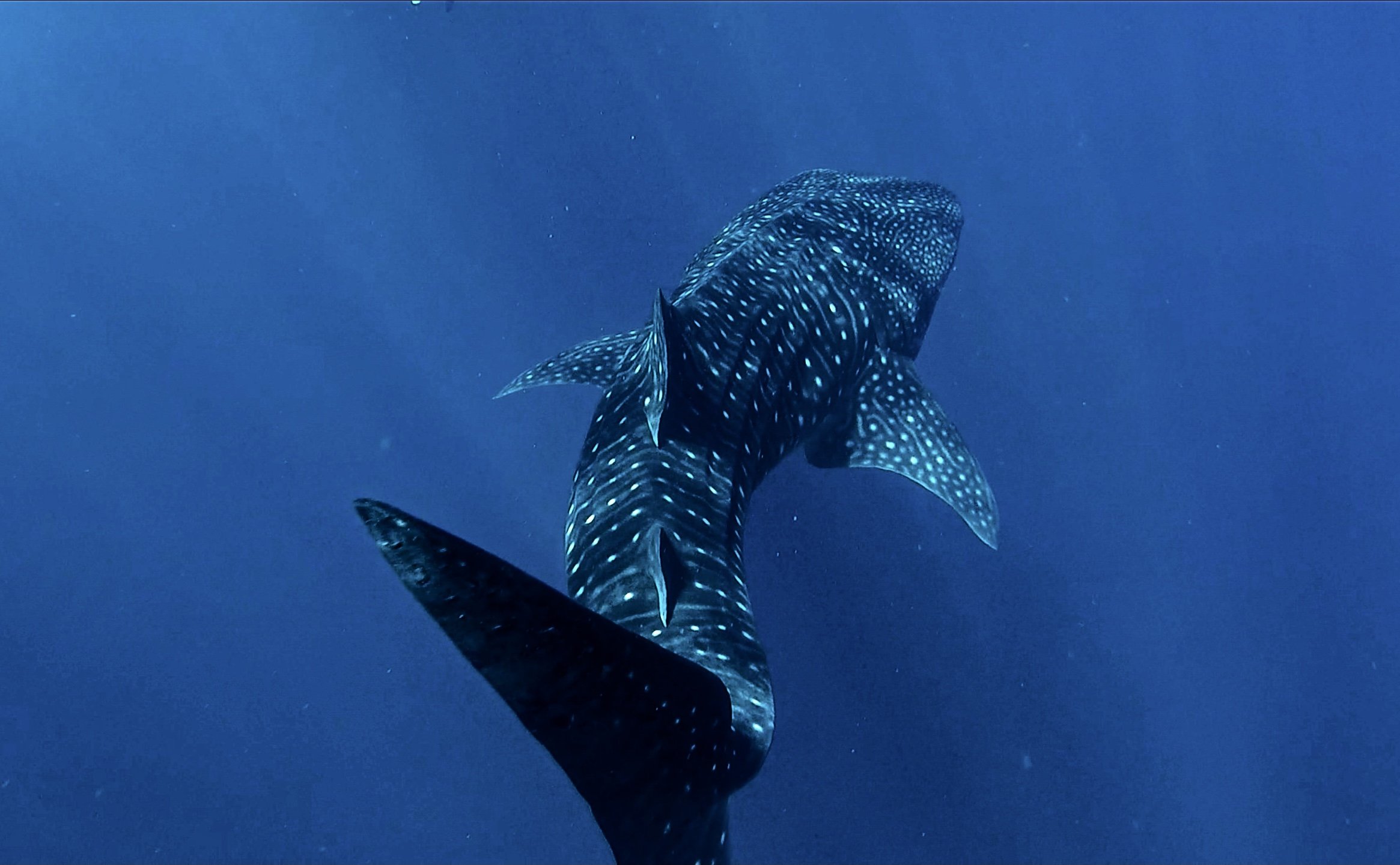 Coiba Ridge MPA, a Marine Refuge in Panama’s Pacific Waters - Blue ...
