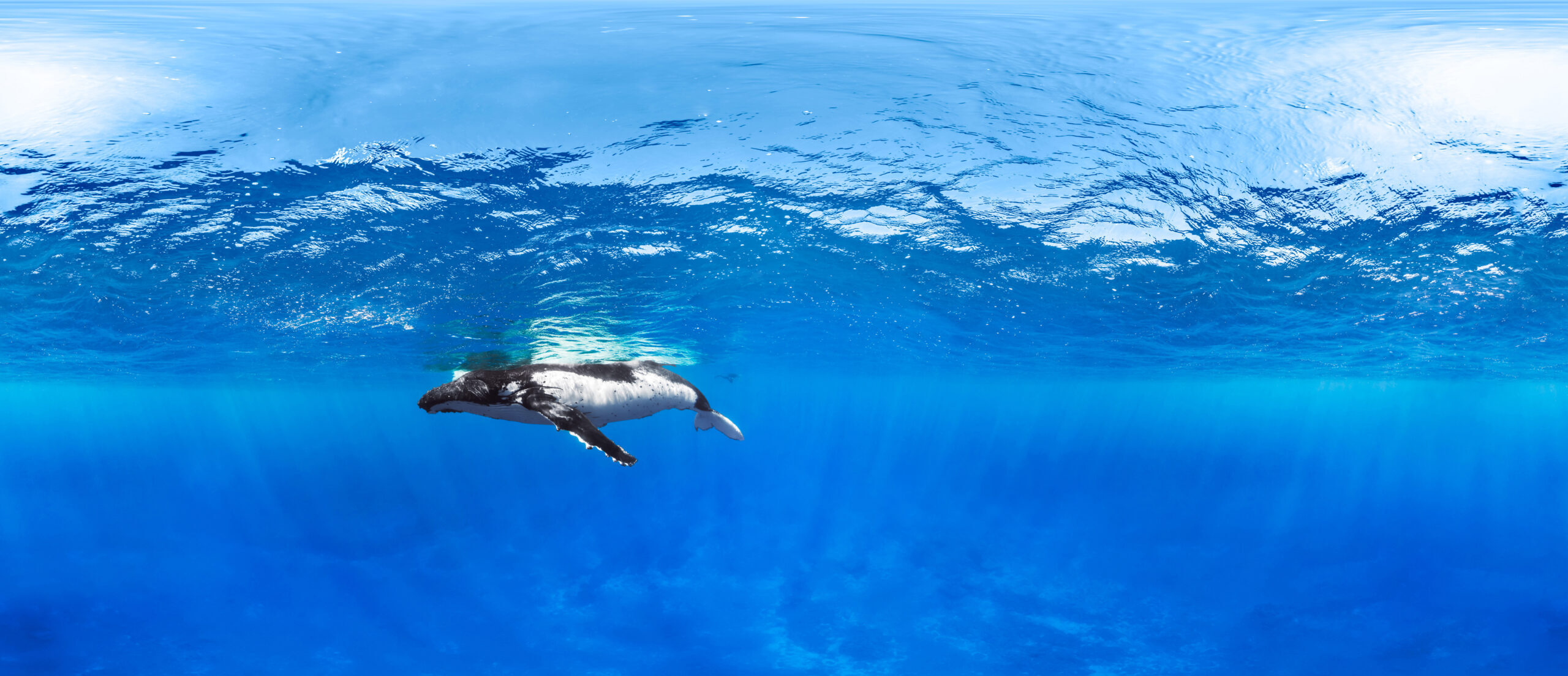 News & Insights - Blue Nature Alliance