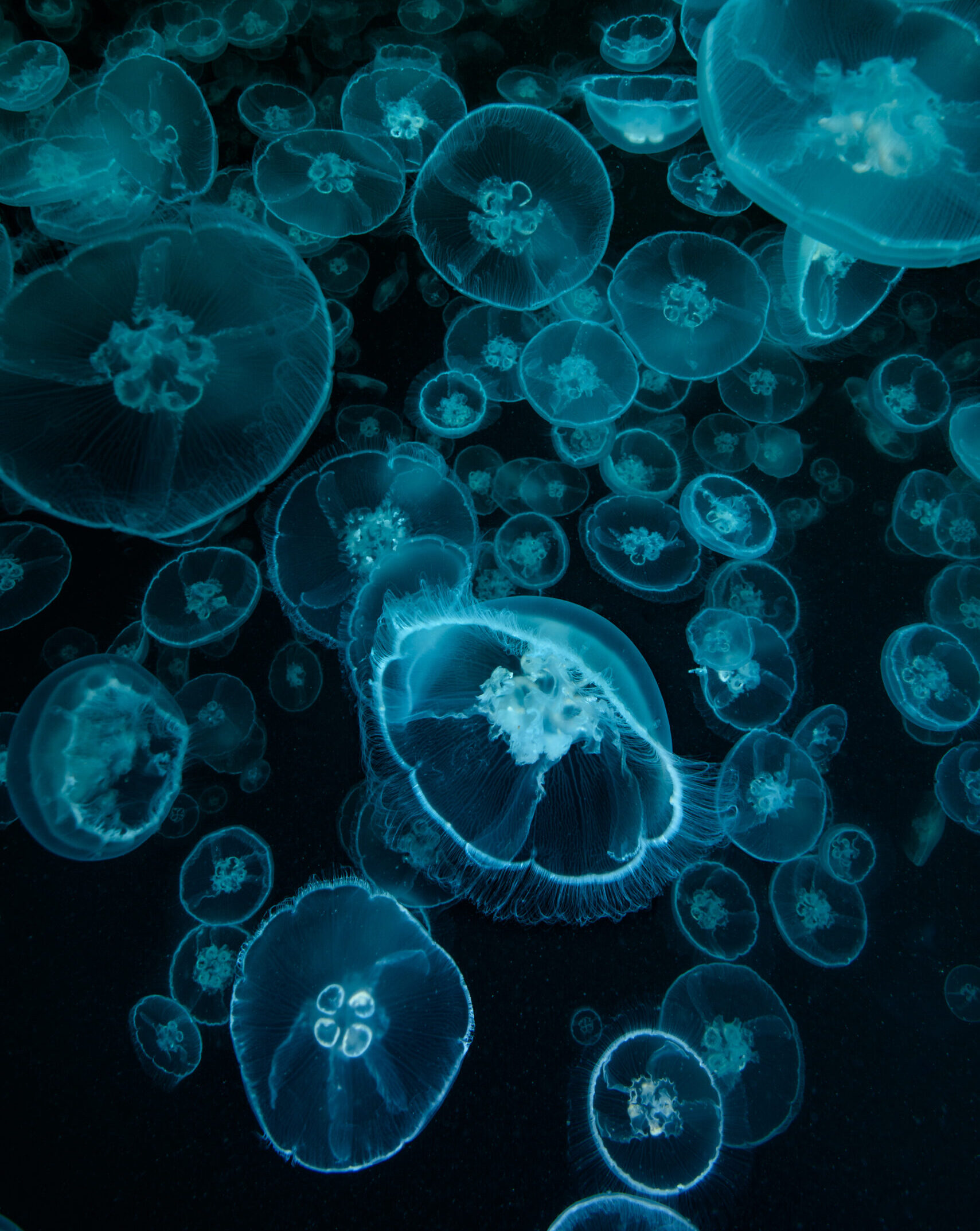 Media Hub - Blue Nature Alliance